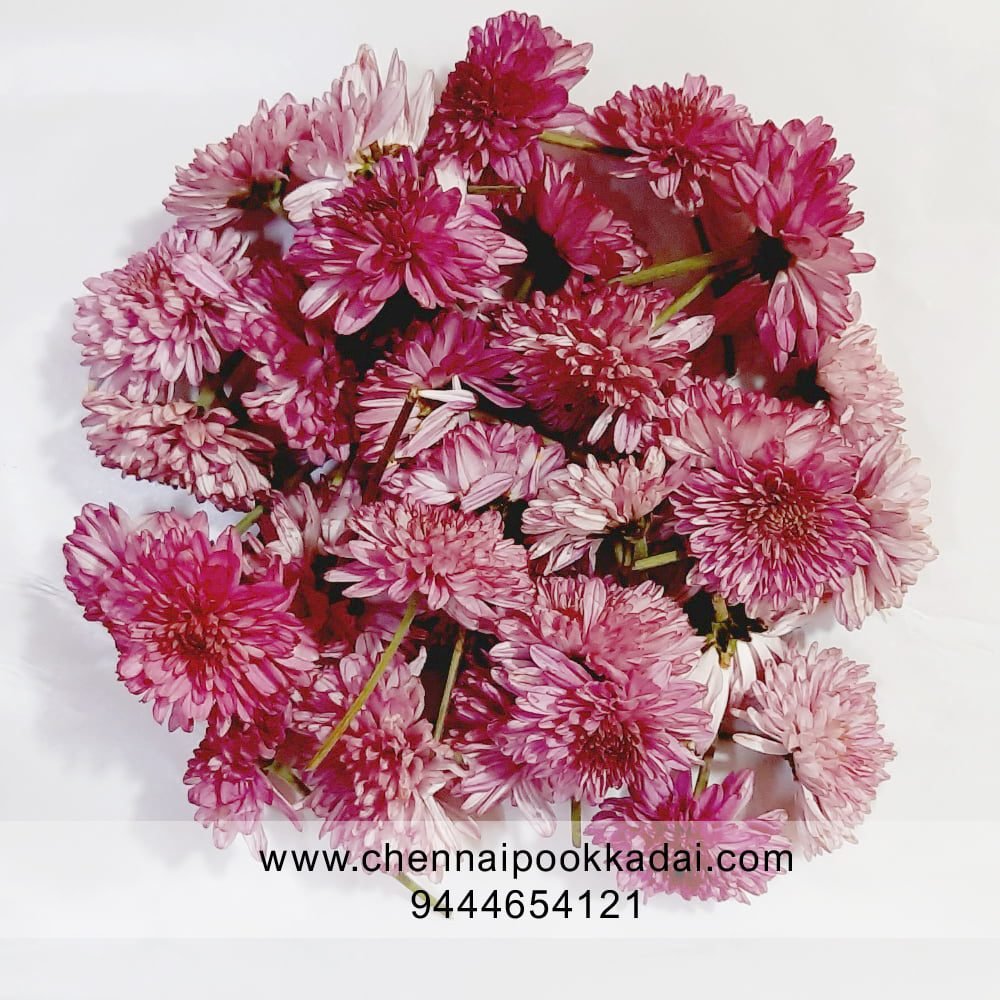 ஊதா சாமந்தி Purple Samanthi - Chennai Pookkadai - Fresh Pooja Flowers ...