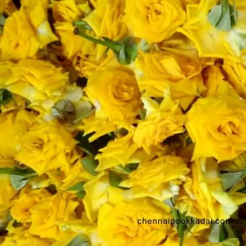 மஞ்சள் பட்டன் ரோஜா Yellow Button Rose - Chennai Pookkadai - Fresh Pooja ...