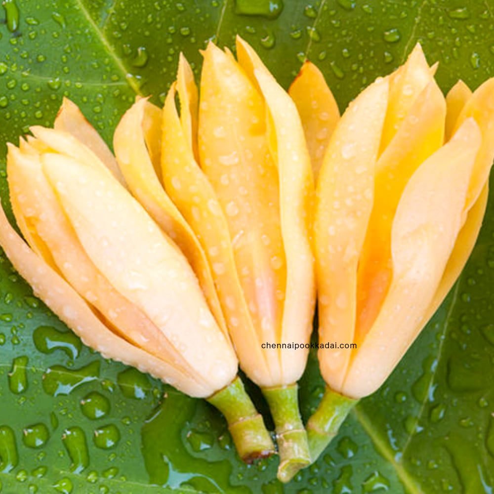 செண்பக பூ Senbaga Poo - Chennai Pookkadai - Fresh Pooja Flowers and ...