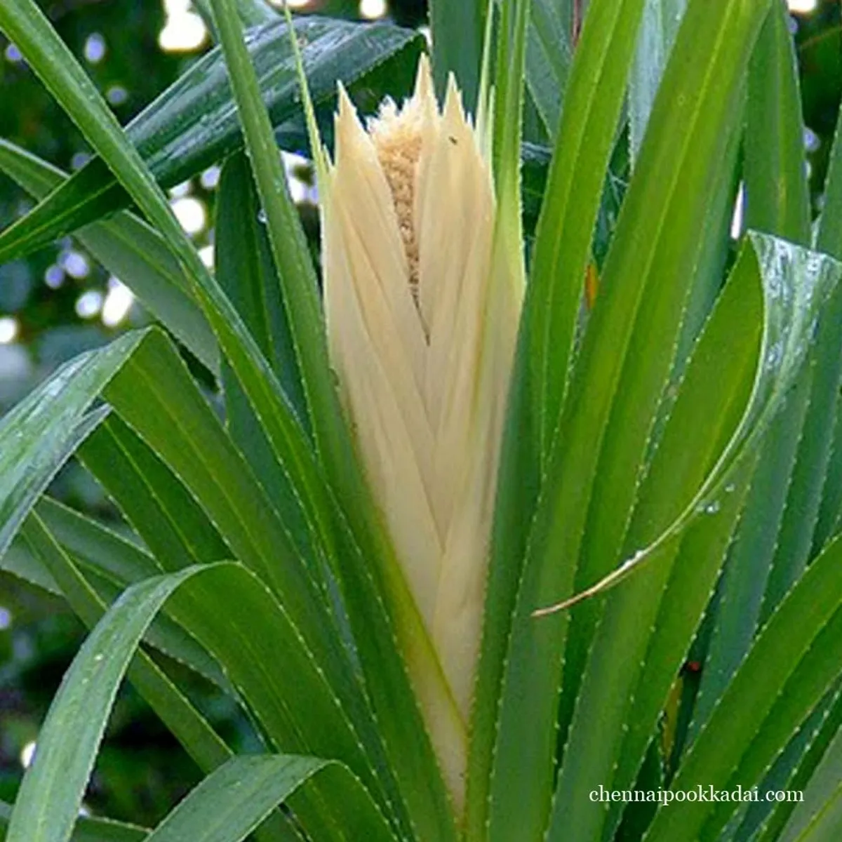 தாழம்பூ Thazhampoo - Chennai Pookkadai - Fresh Pooja Flowers and Pooja ...