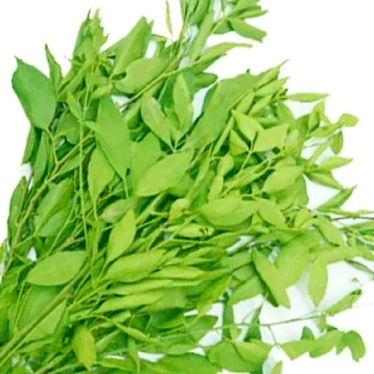 வில்வ இலை Bilva Leaves - Chennai Pookkadai - Fresh Pooja Flowers and ...